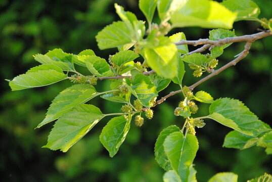 Maulbeer Images – Browse 48 Stock Photos, Vectors, and Video | Adobe Stock