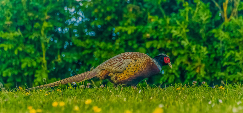 Phesant Images – Browse 75 Stock Photos, Vectors, and Video | Adobe Stock