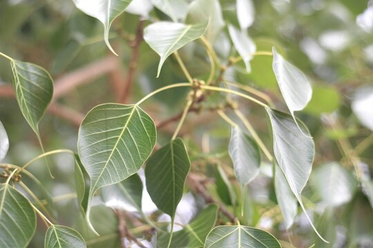Gasa Images – Parcourir 1,909 le catalogue de photos, vecteurs et ...