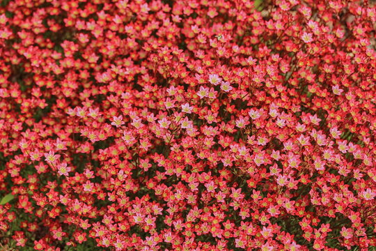 "Mossy Saxifrage" Images – Browse 263 Stock Photos, Vectors, and Video ...