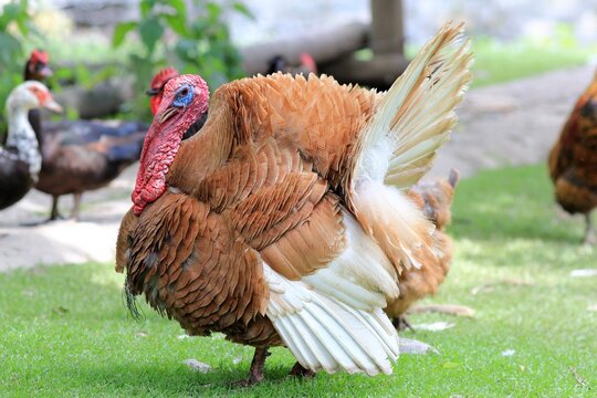 Gallopavo bilder – Bläddra bland 2,304 stockfoton, vektorer och videor ...
