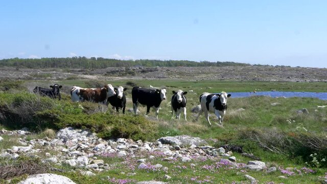 Halland Video Footage – Browse 176 HD Stock Video and Footage | Adobe Stock