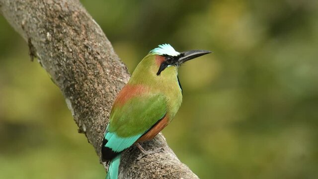 Imágenes de Torogoz: descubre bancos de fotos, ilustraciones, vectores ...