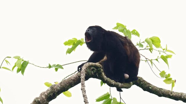 Imágenes de Howler: descubre bancos de fotos, ilustraciones, vectores y ...