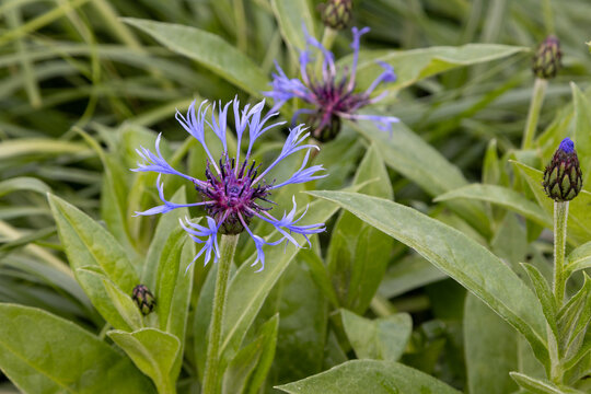 Centaurea Images – Browse 22,502 Stock Photos, Vectors, and Video ...