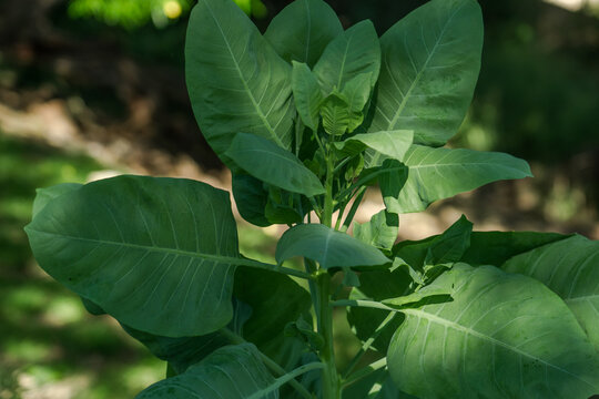 รูปภาพMakhorka – เลือกดูภาพถ่ายสต็อก เวกเตอร์ และวิดีโอ371 | Adobe Stock