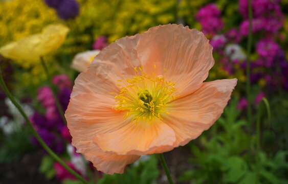 Arctic Poppy In Snow