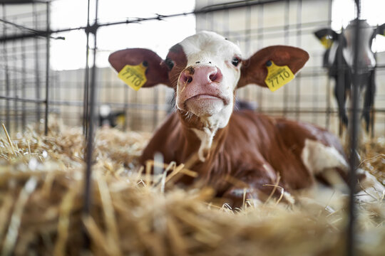 2,781,982 BEST Cow IMAGES, STOCK PHOTOS & VECTORS | Adobe Stock