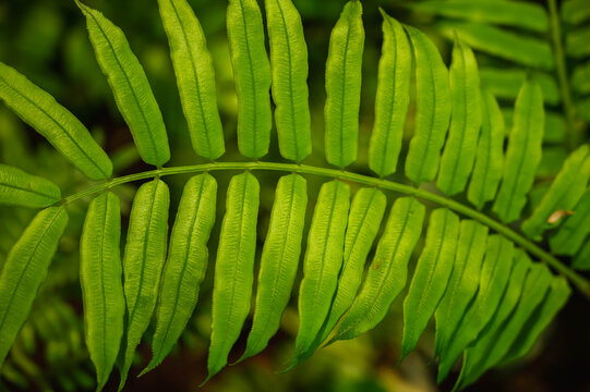 Marattiaceae Images – Browse 70 Stock Photos, Vectors, and Video ...