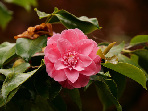 Common Camellia Images – Browse 746 Stock Photos, Vectors, and Video ...