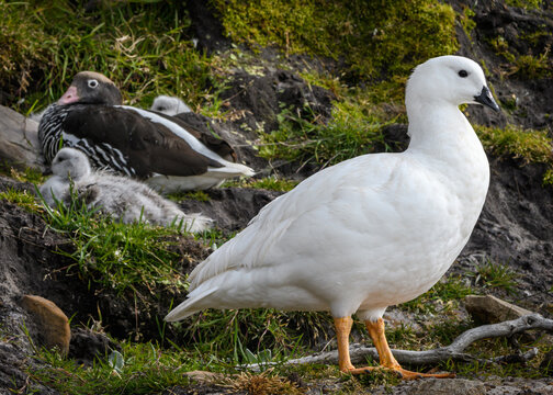 "Bird Family" Images – Browse 4,842 Stock Photos, Vectors, and Video ...