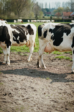 รูปภาพUdders – เลือกดูภาพถ่ายสต็อก เวกเตอร์ และวิดีโอ36,379 | Adobe Stock