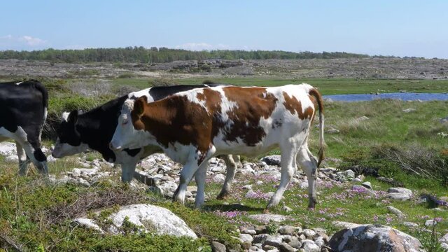 Halland Video Footage – Browse 176 HD Stock Video and Footage | Adobe Stock