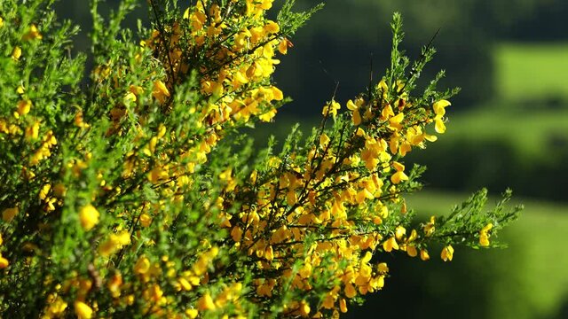 "Broom Plant" Images – Browse 164,345 Stock Photos, Vectors, and Video ...