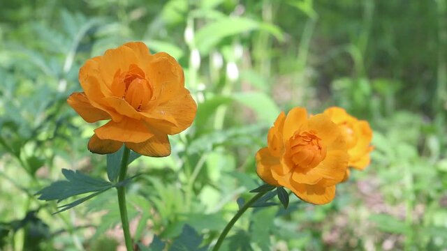 "Troll Flower" Images – Browse 30 Stock Photos, Vectors, and Video ...