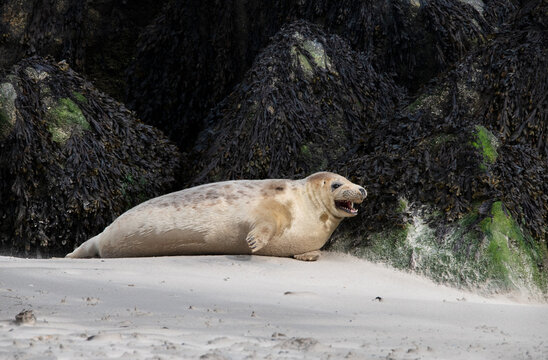 Snappish Bilder – Durchsuchen 1,239 Archivfotos, Vektorgrafiken und ...