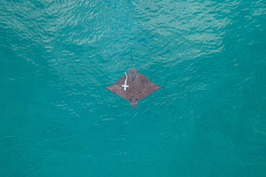 รูปภาพBatoids – เลือกดูภาพถ่ายสต็อก เวกเตอร์ และวิดีโอ64,162 | Adobe Stock