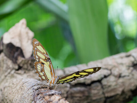 Diniz Images – Browse 64 Stock Photos, Vectors, and Video | Adobe Stock