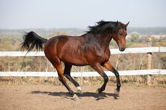 Holsteiner-Bilder: Stock-Fotos & -Videos. | Adobe Stock