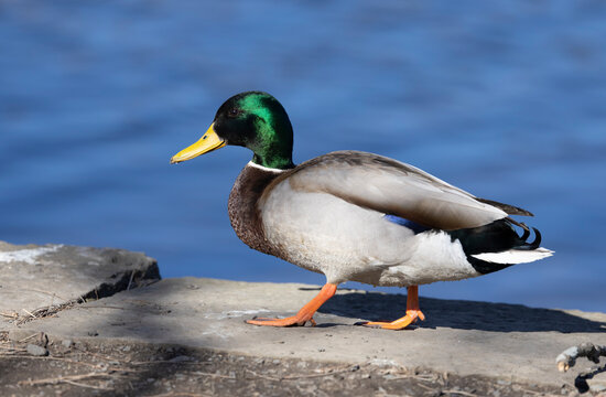 "Duck Walking" Images – Browse 5,933 Stock Photos, Vectors, and Video ...