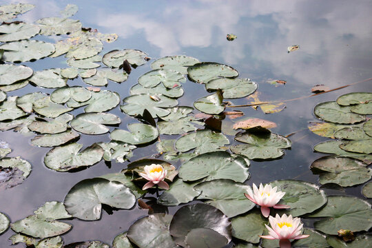 Nymphaeales Images – Browse 746 Stock Photos, Vectors, and Video ...