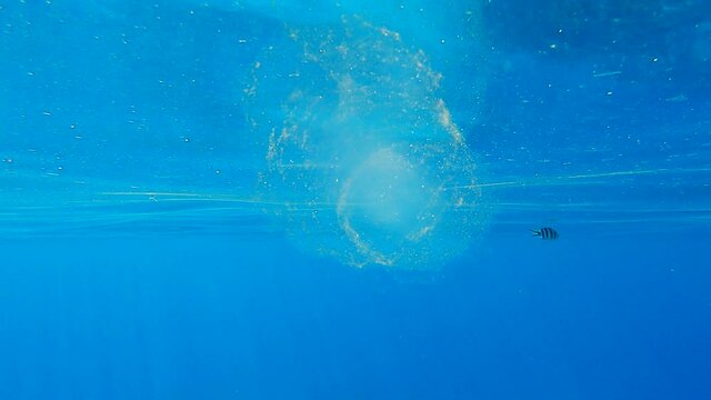 Pyrosomida Bilder – Durchsuchen 58 Archivfotos, Vektorgrafiken und ...