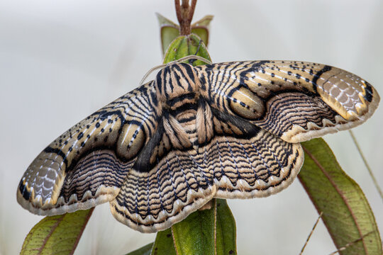 Brahmaeidae Images – Browse 22 Stock Photos, Vectors, and Video | Adobe ...