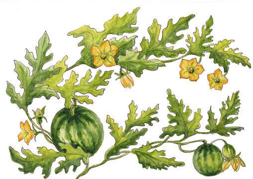 Watermelon Plant Drawing