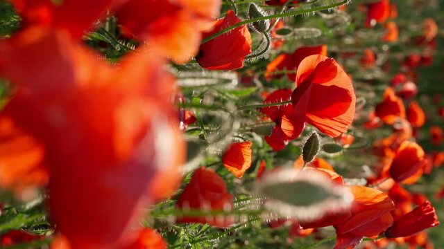 "Poppies Background" Images – Browse 189 Stock Photos, Vectors, and ...
