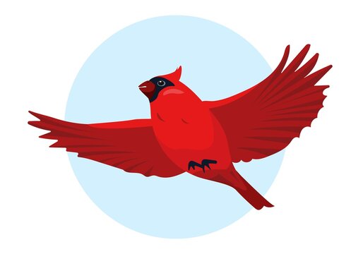 Red Jay Bird Flying