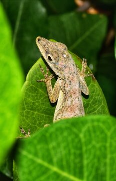 "Bronze Anole" Bilder – Durchsuchen 8 Archivfotos, Vektorgrafiken und ...
