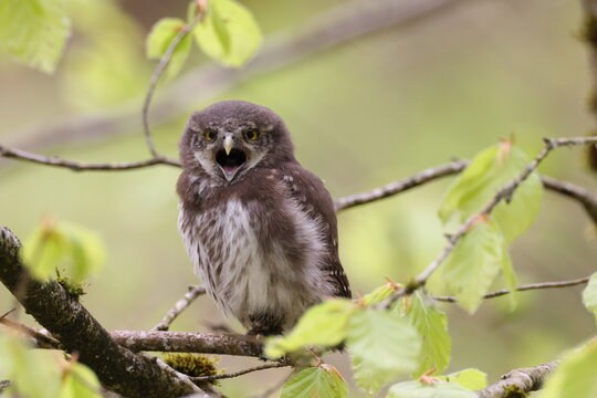 Baby Pygmy Owl