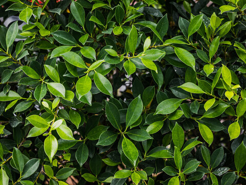 "Ficus Annulata" Images – Browse 360 Stock Photos, Vectors, and Video ...