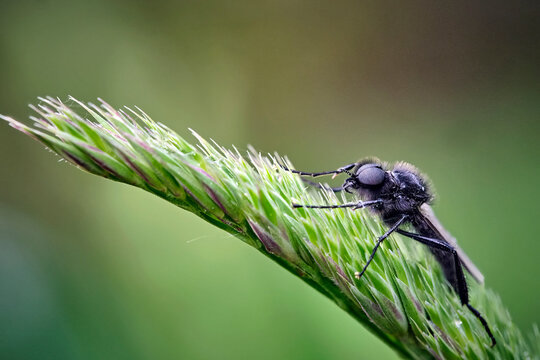 รูปภาพNeoptera – เลือกดูภาพถ่ายสต็อก เวกเตอร์ และวิดีโอ1,197 | Adobe Stock