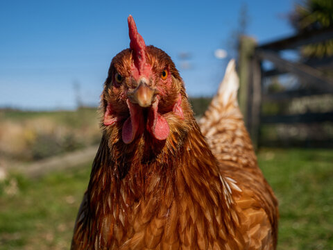 Information About Red Shaver