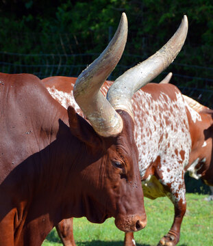 "Sanga Cattle" Images – Browse 231 Stock Photos, Vectors, and Video ...