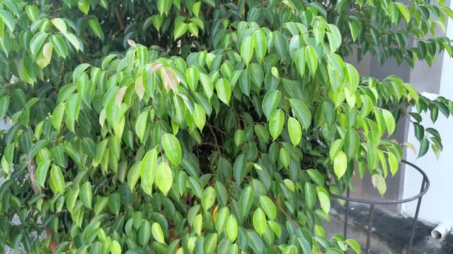 Ficeae Bilder – Durchsuchen 71 Archivfotos, Vektorgrafiken und Videos ...