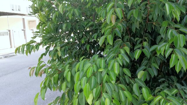 Ficeae Bilder – Durchsuchen 71 Archivfotos, Vektorgrafiken und Videos ...