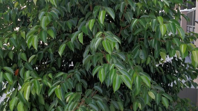 Ficeae Bilder – Durchsuchen 71 Archivfotos, Vektorgrafiken und Videos ...