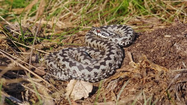 Adder Images – Browse 14,002 Stock Photos, Vectors, and Video | Adobe Stock