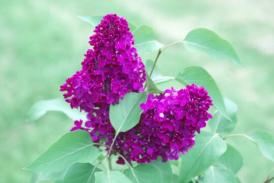 リラ Images – Browse 605 Stock Photos, Vectors, and Video | Adobe Stock