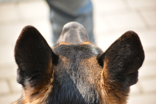 Wilczur Bilder – Durchsuchen 136 Archivfotos, Vektorgrafiken und Videos ...