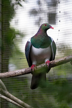 รูปภาพKereru – เลือกดูภาพถ่ายสต็อก เวกเตอร์ และวิดีโอ308 | Adobe Stock