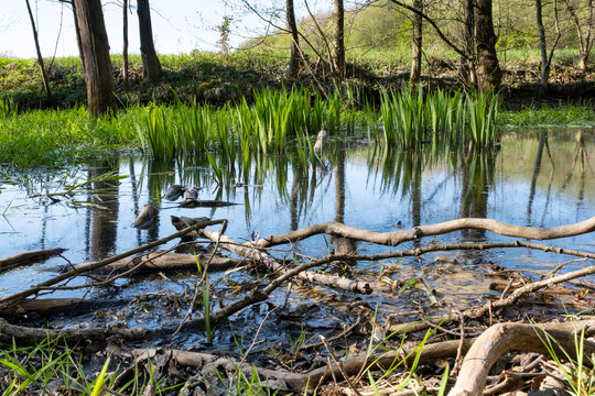 Sumpf bilder – Bläddra bland 26,125 stockfoton, vektorer och videor ...