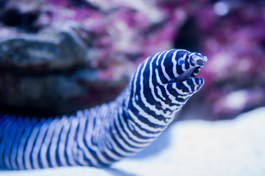 Eal Images – Browse 6,067 Stock Photos, Vectors, and Video | Adobe Stock