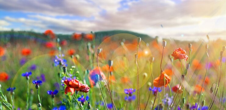 Pinse Billeder – Gennemse 31,357 stockfotos, vektorer og videoer ...