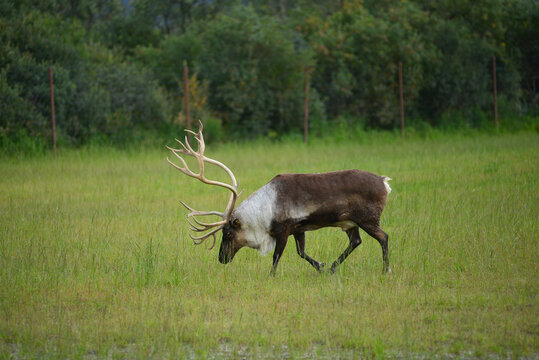 Caribou Images – Browse 1,070,751 Stock Photos, Vectors, and Video ...
