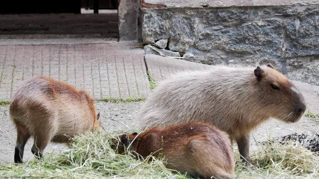 รูปภาพKapybara – เลือกดูภาพถ่ายสต็อก เวกเตอร์ และวิดีโอ163 | Adobe Stock