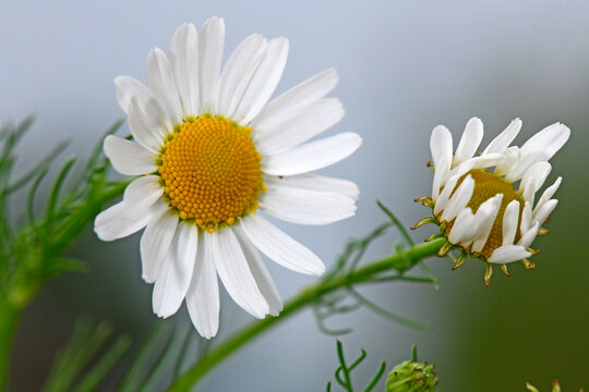 Maruna Images – Browse 43 Stock Photos, Vectors, and Video | Adobe Stock