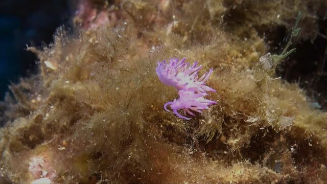 Flabellina Images – Browse 929 Stock Photos, Vectors, and Video | Adobe ... Flabellina Images – Browse 929 Stock Photos, Vectors, and Video | Adobe ...